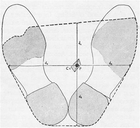 Fig The Base Of Support C Represents Th O P Digital Resource Library