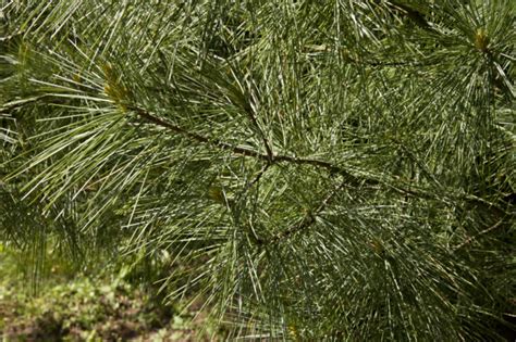 Interesting Facts About Pine Trees HubPages