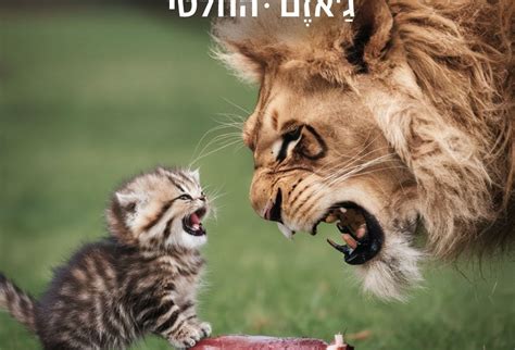 החלטי ערביט