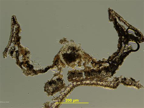 Juniper Tip Blight Cooperative Extension Insect Pests Ticks And Plant Diseases