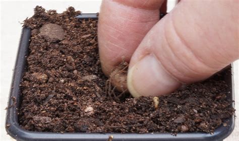 Growing From Seed An Easy Foolproof Guide Cyclamen Society