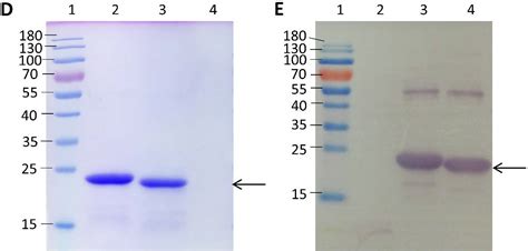 Figure 2 From The Impact Of Geographical Variation In Plasmodium Knowlesi Apical Membrane