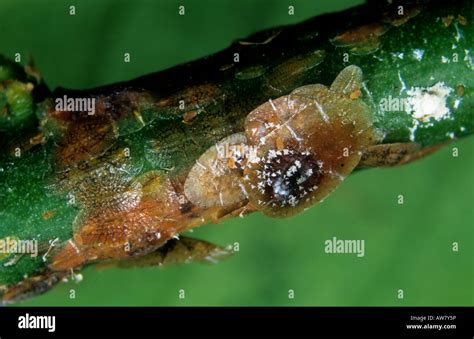 Soft Brown Scale Insect Coccus Hesperidum With One Upturned To Show