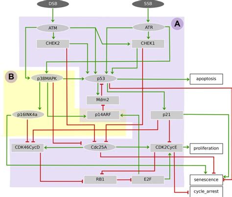 Simulating The G1s Cell Checkpoint For Senescence With Ginsim By