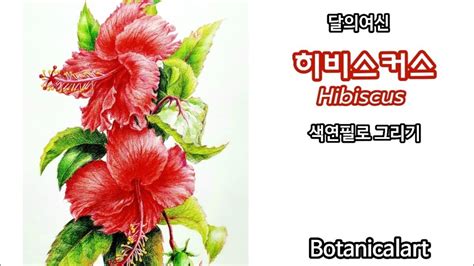 꽃그림 보태니컬아트 히비스커스 그리기 마스킹액 사용방법 Youtube
