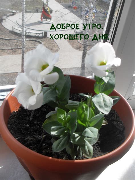 Картинки с надписями Доброе утро Хорошего дня