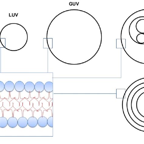 schematic representation of lamellar hexagonal and cubic liquid