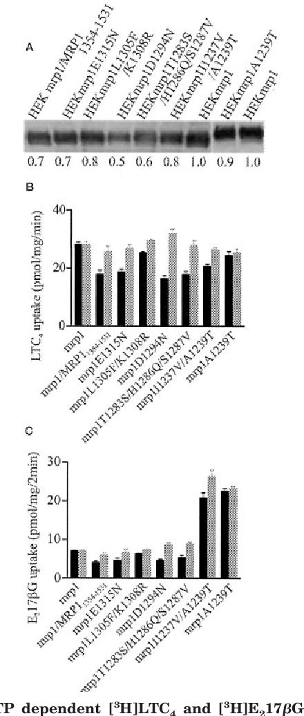 Figure From Identification Of A Nonconserved Amino Acid Residue In Multidrug Resistance