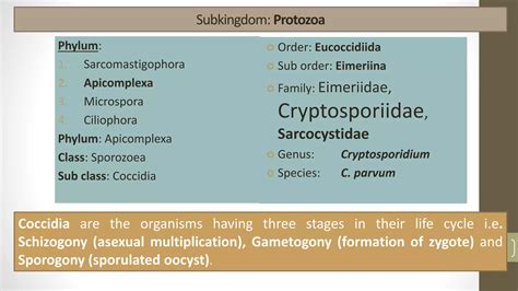 Cryptosporidium Pptx