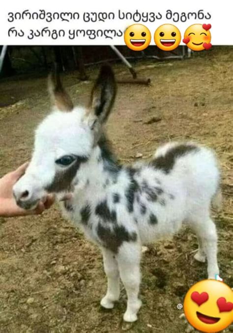 ვირიშვილიო არა და რალამაზი ყოფილა ვირის ჩოჩორი