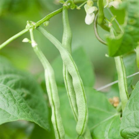 Shop Runner Bean White Lady Seeds J Parkers