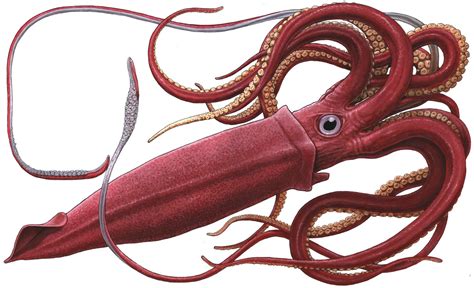 Picture Of A Squid On Animal Picture Society