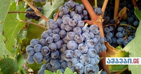 სხილათუბანი უძველესი გურული ვაზის ჯიში რომელიც გაქრობის პირასაა Ambebi Ge