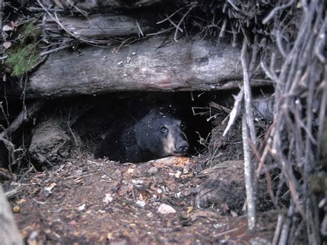 How Do Chipmunk And Black Bear Hibernation Differ North American