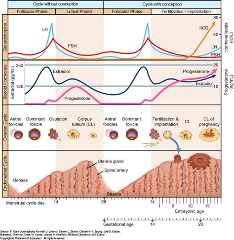 Menstrual Cycle Physiology Ovarian Cycle Luteal Phase Explained