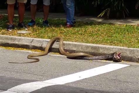 King Cobra Eating A Python