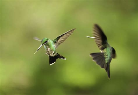 Why Do Hummingbirds Chase Each Other The Full Facts