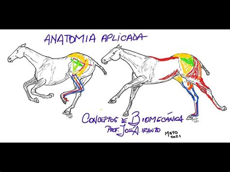 Anatomía Básica Del Caballo Modelo De Caballo Yegua 13 Tamaño
