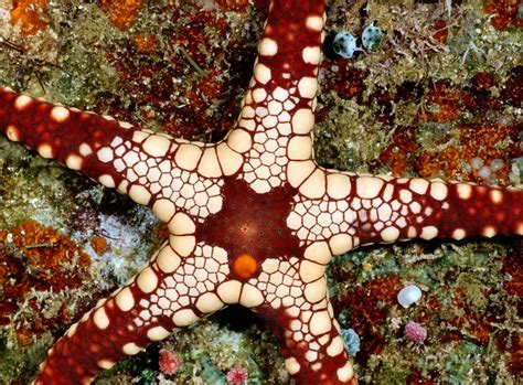Beautiful Patterns In Nature From National Geographic Part 3 64 Pics