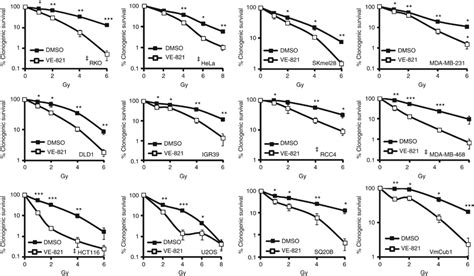 Ve 821 Radiosensitises Various Cell Lines Rko Hct116 Dld1 Skmel28