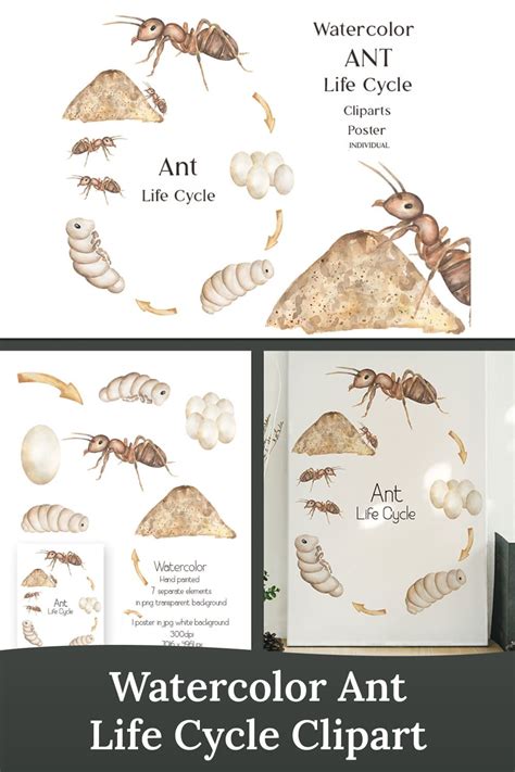 Watercolor Ant Life Cycle Clipart Ant Life Cycle Life Cycles Clip Art