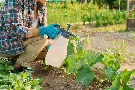 Hands With Spray Spraying Cucumber Plants Protection From Fungal