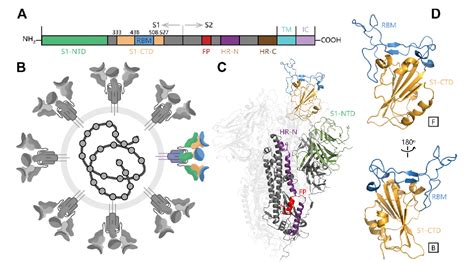 Figure 1 From Exploring The Interaction Between Vancomycin Teicoplanin