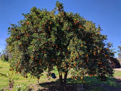 Valencia Orange Tree Lowes At Oliver Silas Blog