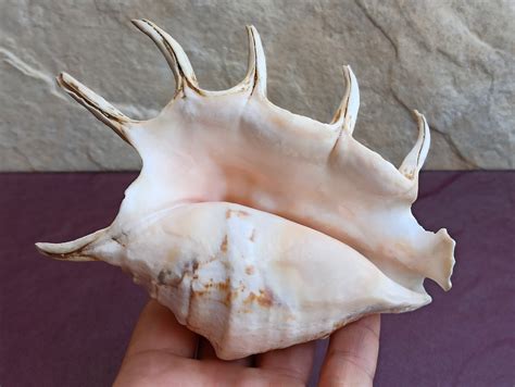 Large Huge Beautiful Shell Big Shell Huge Ocean Shell Sea Shell