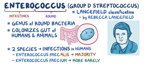 Enterococcus Flashcards Memorang