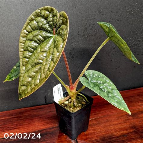 Anthurium Crystallinum Dark X Luxurians Car 0231 Exact Plant 02 02