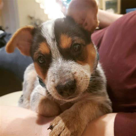 My New Best Friend Leah Scrolller