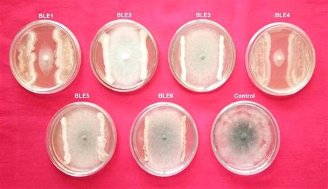 A Efficacy Of Leaf Endophytes Against R Bataticola Download