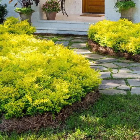 3 Gal Sunshine Ligustrum Shrub