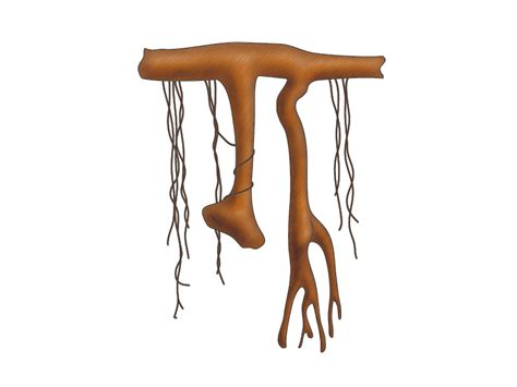 Dsource Banyan Tree Letterforms Transformations Dsource Digital
