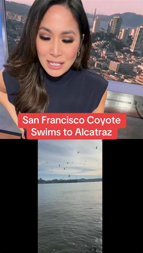 Caughtoncamera A Coyote Is Seen Swimming To Alcatraz A Guest