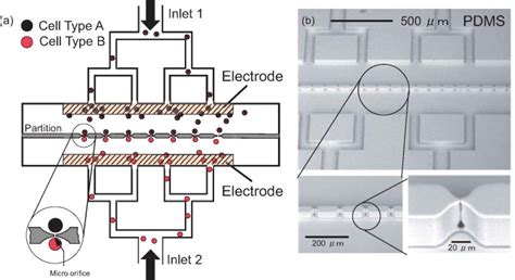 Dielectrophoretic Cell Trapping And Parallel One To One Fusion Based On Field Constriction