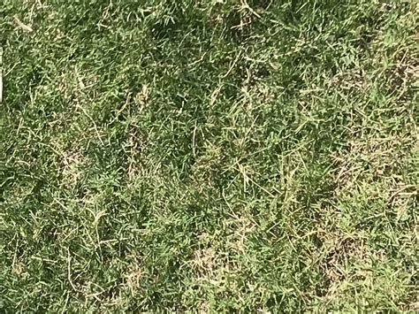 Grass Lawn Free Photo On Pixabay Pixabay