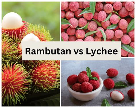 Longan Vs Lychee Longan Vs Lychee