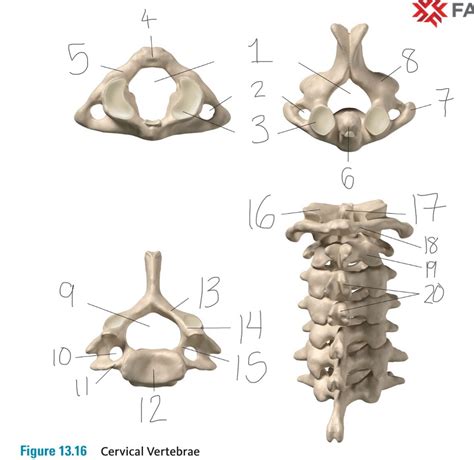 Diagram Of Labeling Quizlet