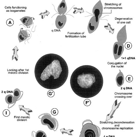 A I Diagram Of The Partial Course Of Sexual Reproduction Phases Of Download Scientific Diagram