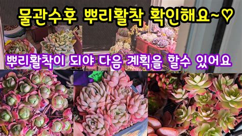 베란다 다육이 물관수후 5일~뿌리활착 확인 해요 ~🌺하루못봤다고 그새 보고파요 ~물이 살짝 고프네요 ~♡♡😆 Youtube