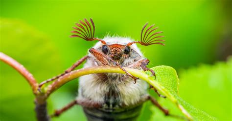 Fortinet Addresses Unpatched Critical Rce Vector