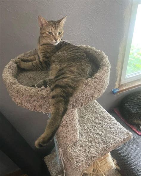 Look At Mah Leg 17 Cats Showing Off Their Flexibility With One Leg