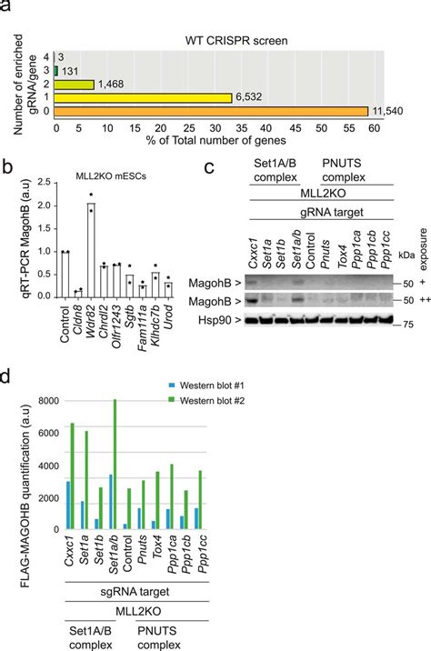 Crispr Screen Validation A Crispr Screen Results Representing The