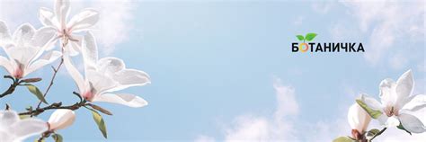 Дача сад и огород Копилка полезных советов Цветник сезонные работы в августе Август