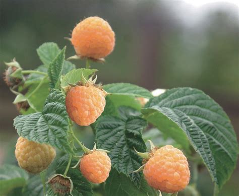 Raspberry Anne From Growing Colors
