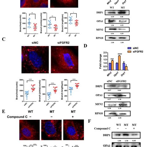 Mitochondrial Dynamics Participate In Osteogenesis Mediated By