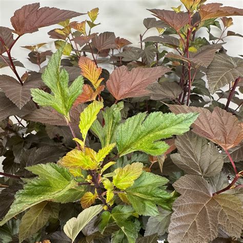 Ninebark Ginger Wine Vibrant Colorful Shrub Wasson Nursery