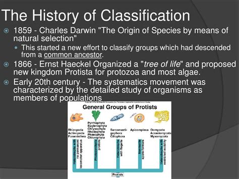 Ppt Evolution Of The Classification System For Organisms Powerpoint Presentation Id975524